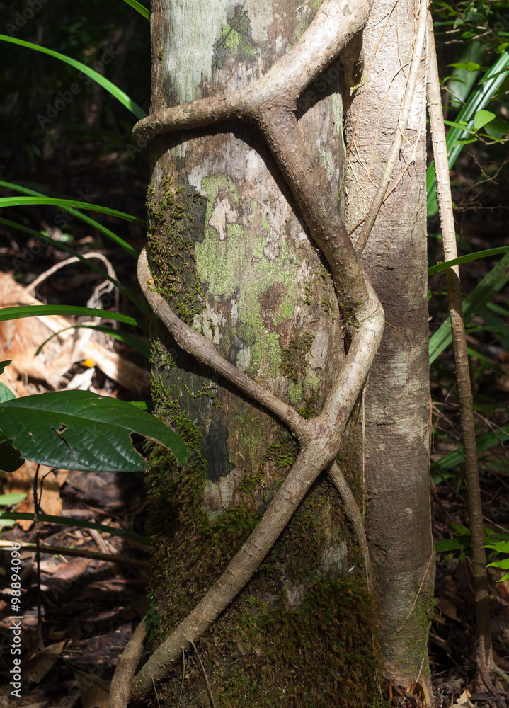 Tropical rainforest jungle vine wrapping around tree Stock Photo ...