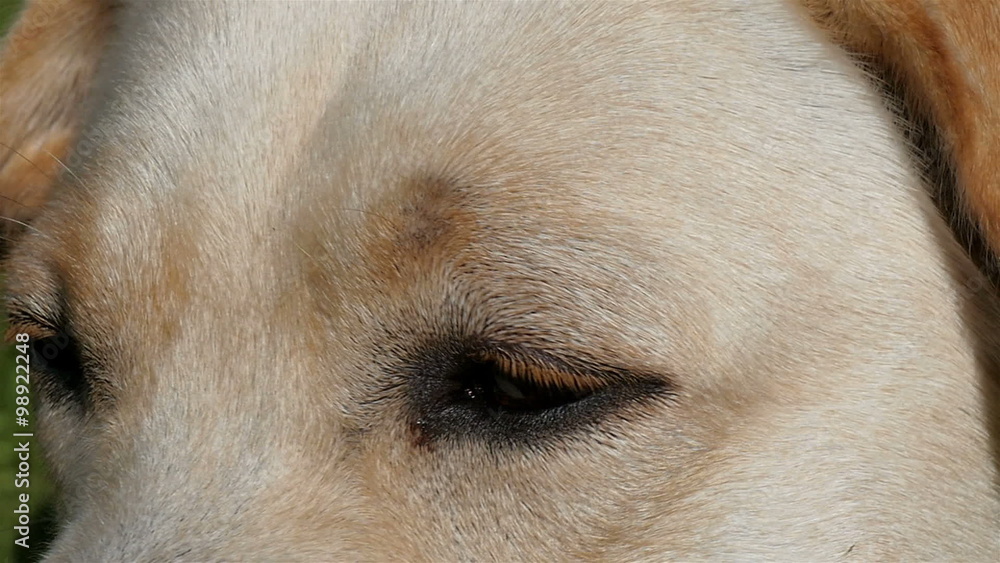 The eyes of the Labrador dog. The Labrador Retriever also known as ...