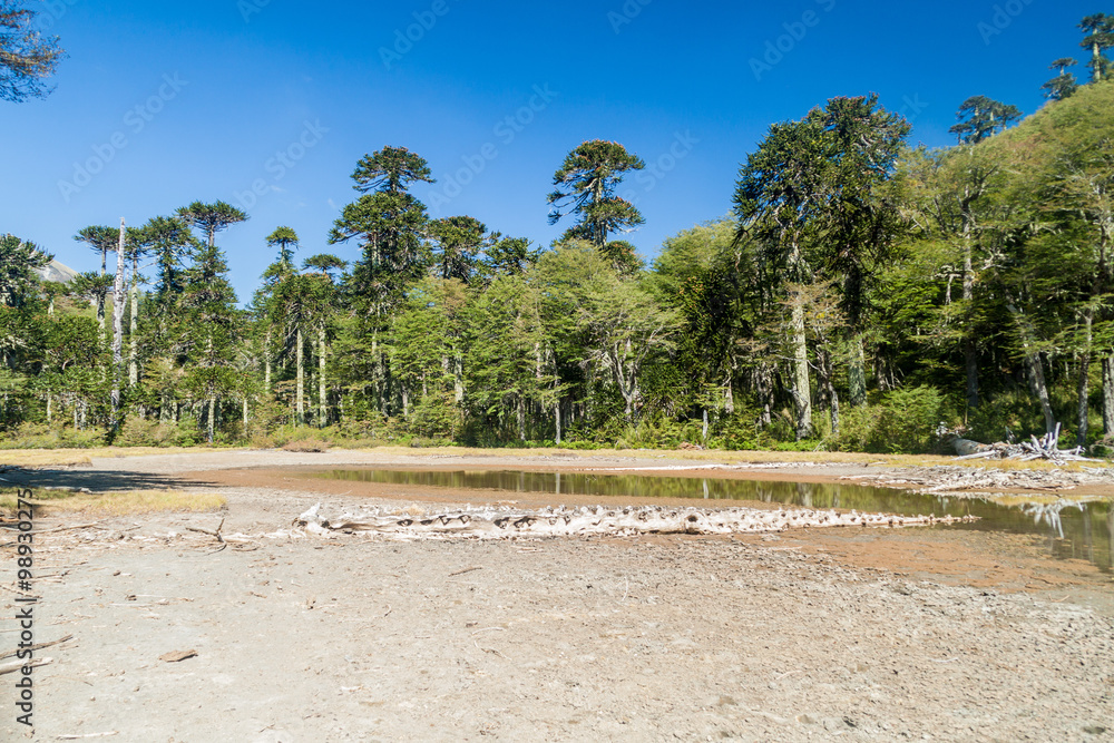 Araucaria forest in National Park Huerquehue, Chile. The tree is called ...