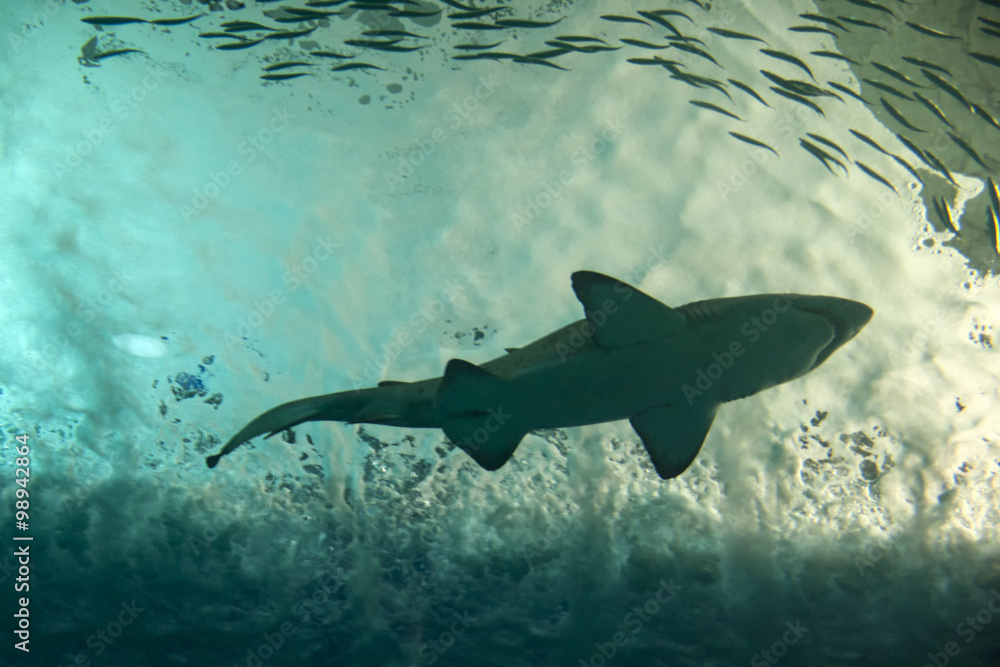 silueta de un tiburón Stock Photo | Adobe Stock