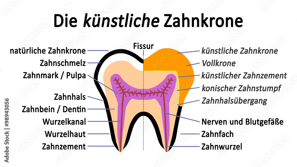 ts12 ToothSign - Abbildung weiss - Backenzahn im Schnitt - Die ...