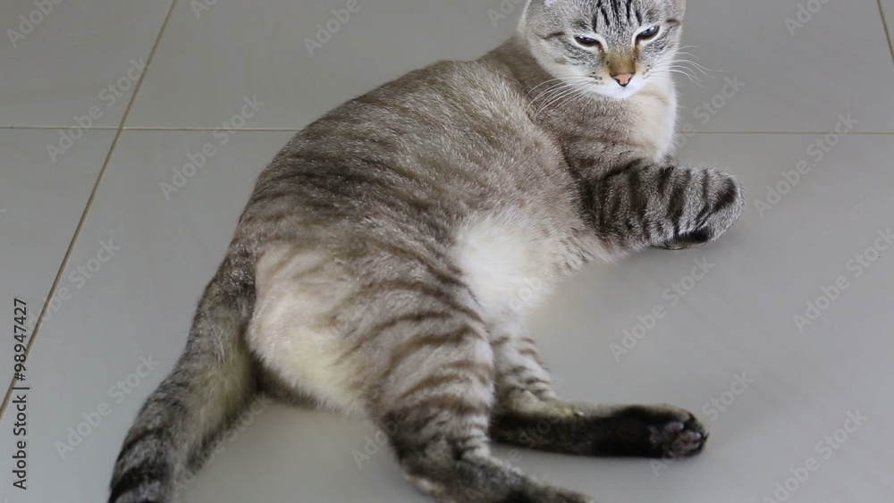 Thai imposingly beautiful cat lying on floor. Stock Video | Adobe Stock