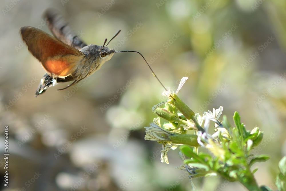 Hummingbird hawk-moth (Macroglossum stellatarum). A moth in the family ...