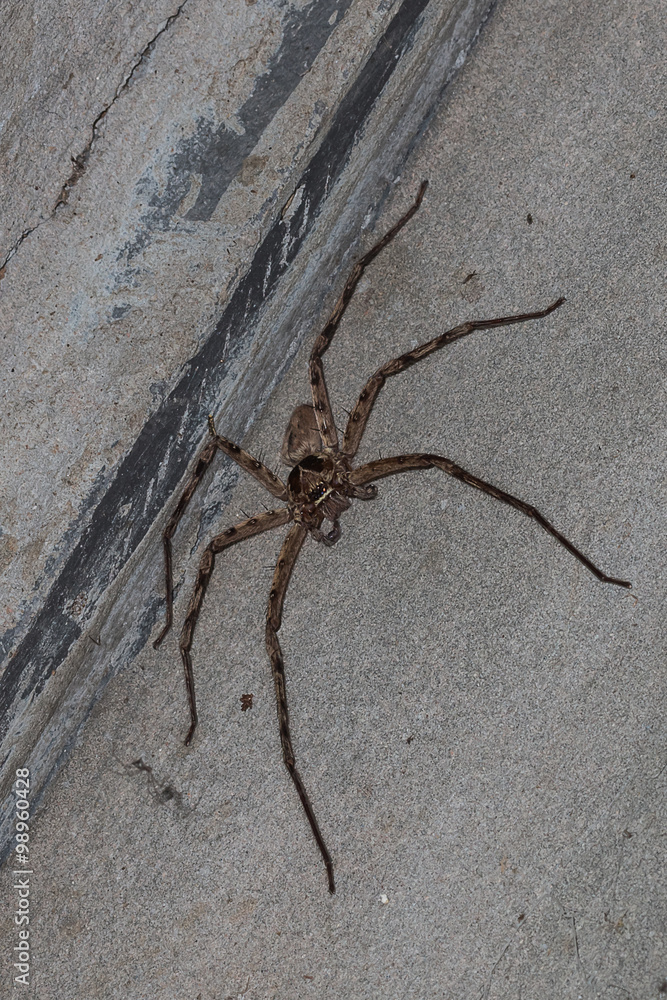 Huge Spider On Wall
