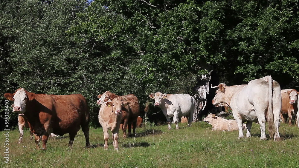 Many cows and calves grazing in pasture. Beef cattle herd. Different ...