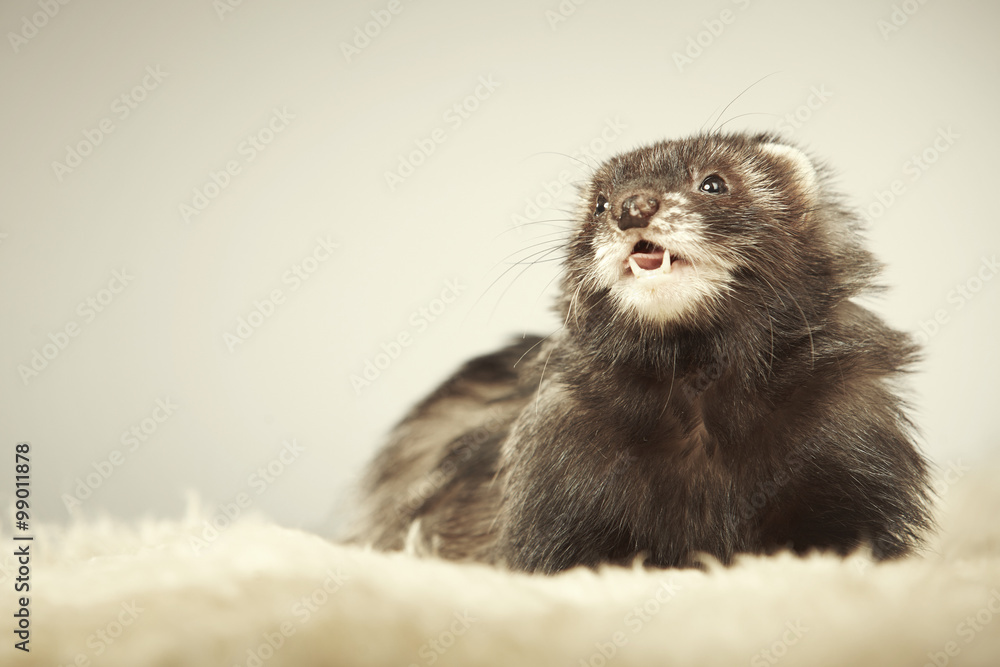 Black Angora Ferret