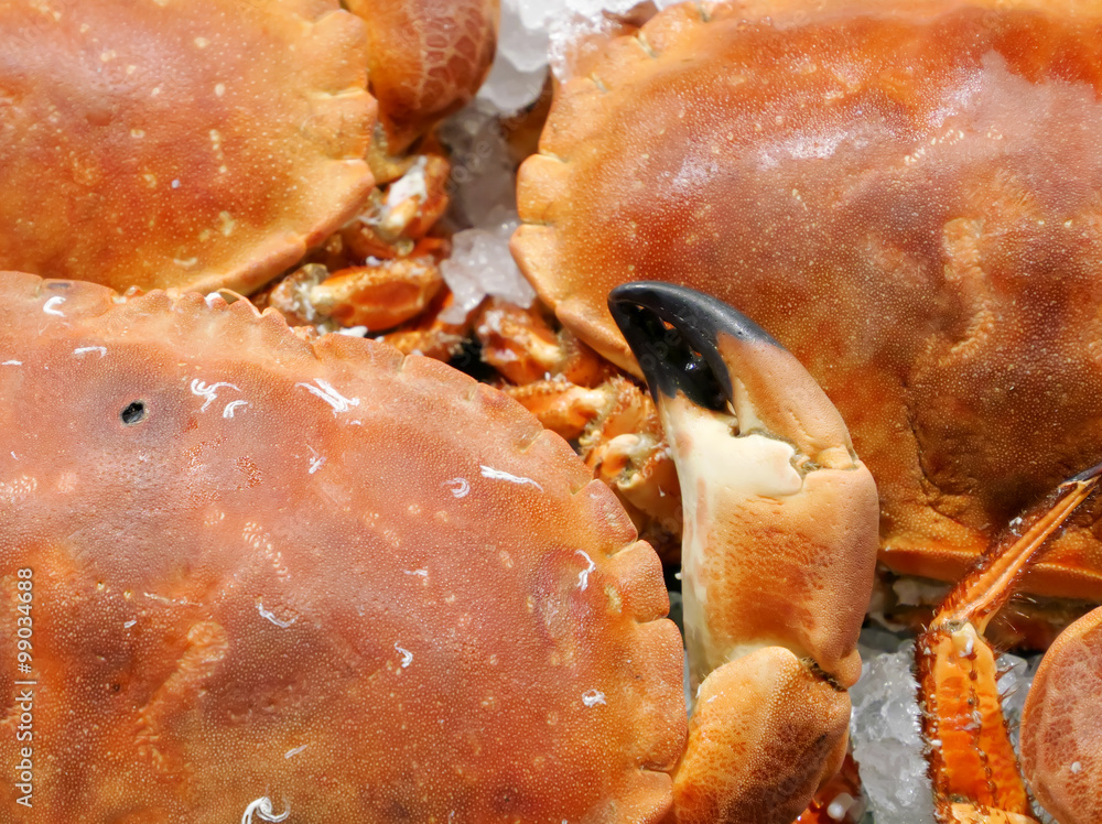 The close up of crab pincer of sea crab on ice at fish market. Stock ...
