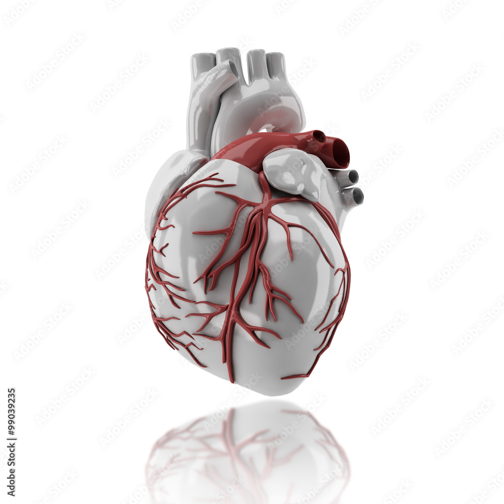 Human heart anatomy 3d render image in isolate background Stock ...