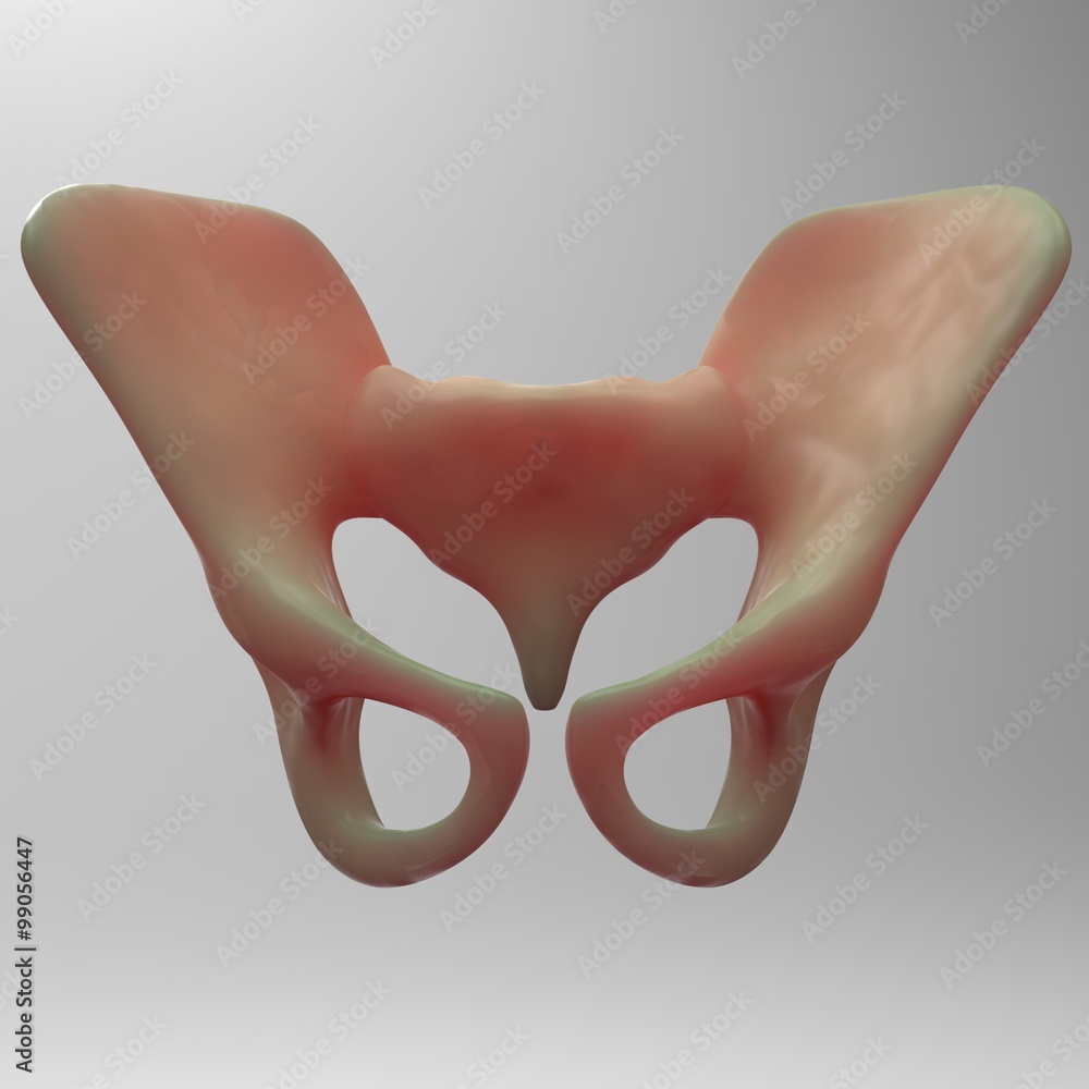 Human hip joint anatomy Stock Illustration | Adobe Stock