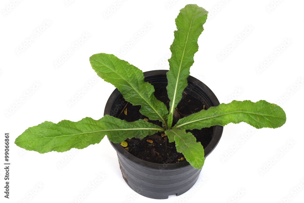 Prickly-leaved elephant's foot (Elephantopus scaber L.) medicinal tonic ...