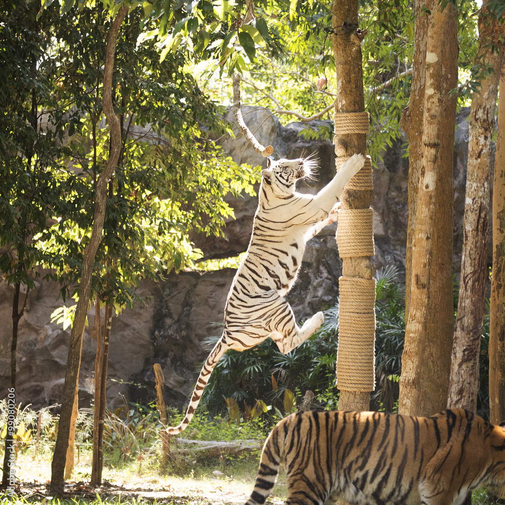 White Tiger Pouncing