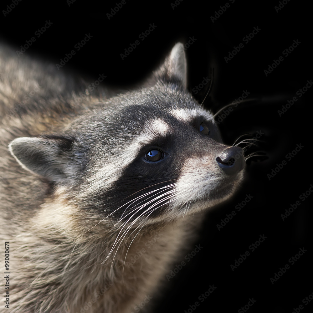 Raccoon Head Side