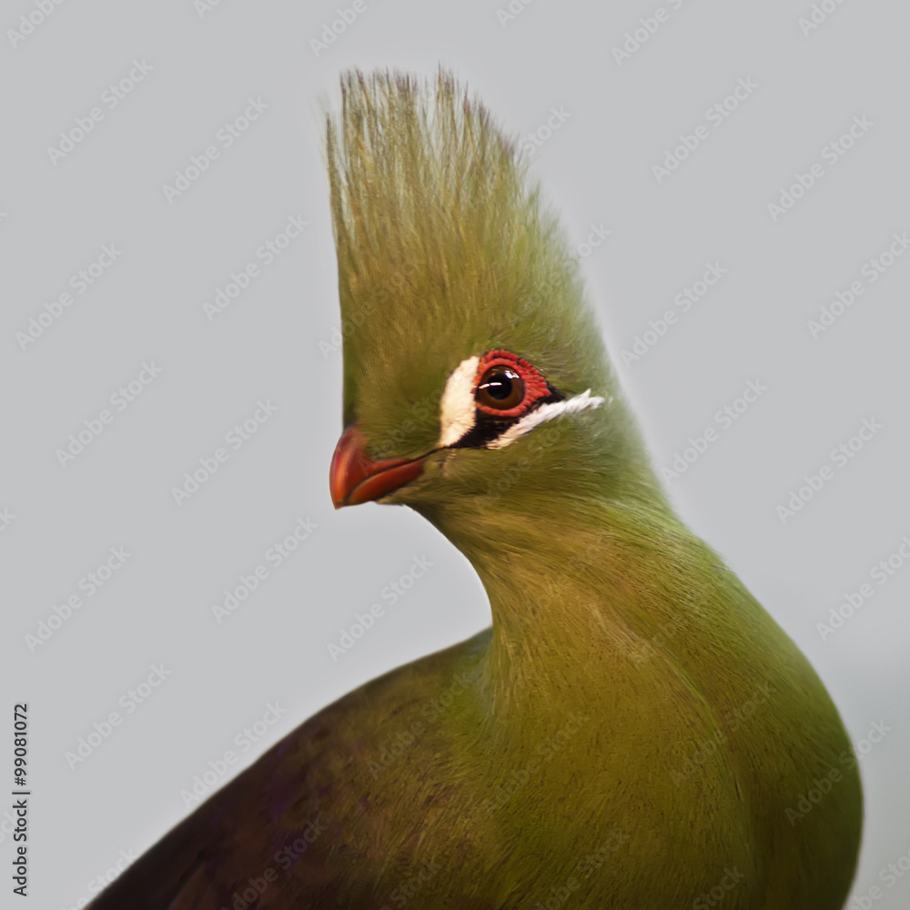 The crested head, neck and shoulders of a Guinea turaco, African ...