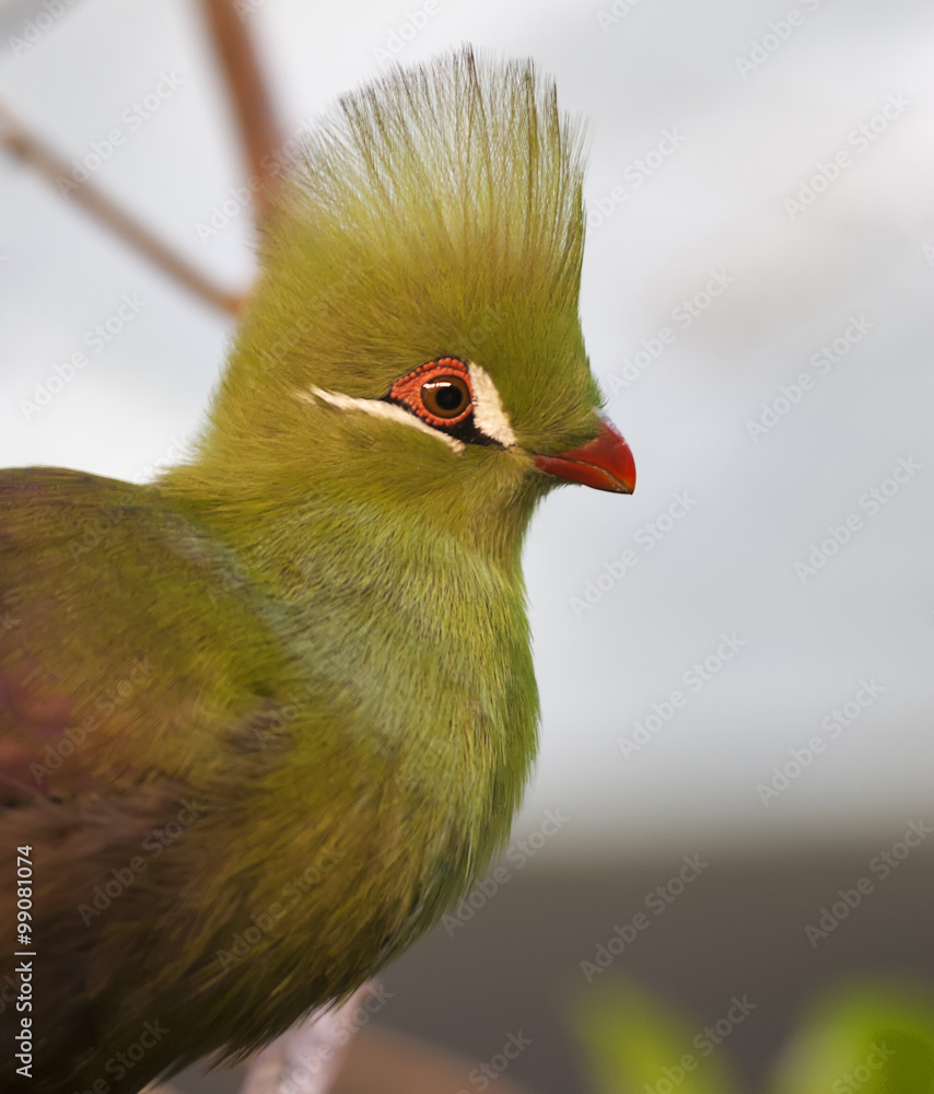 The crested head, neck and shoulders of a Guinea turaco, African ...