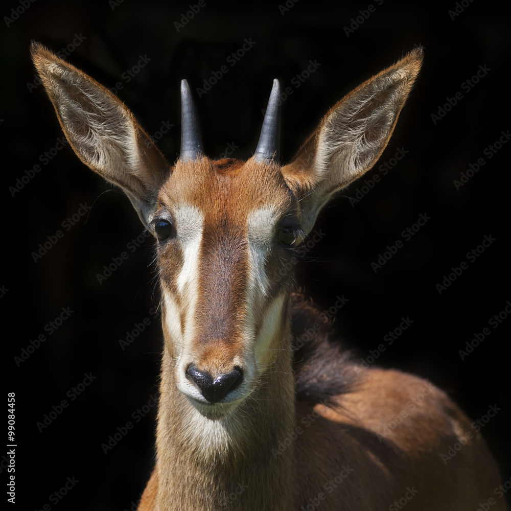 Sable Antelope Face