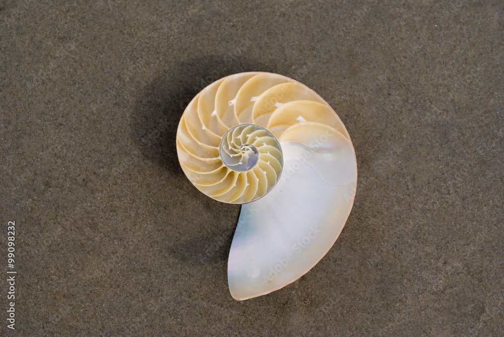 A Nautilus shell on the beach. The nautilus shell presents one of the ...