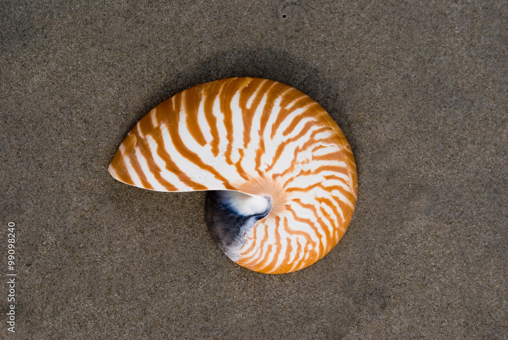A Nautilus shell on the beach. The nautilus shell presents one of the ...