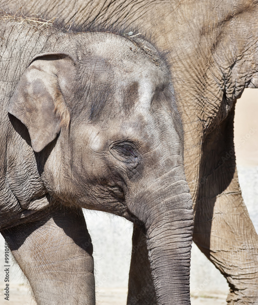 Indian Elephant Face Side