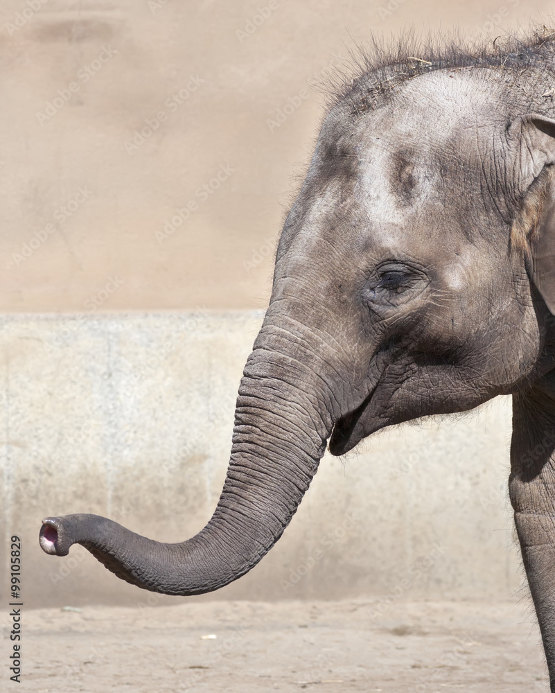 Elephant Face Side View