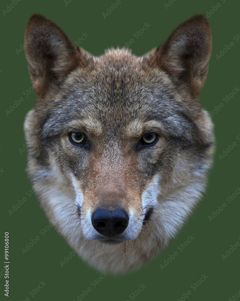 The head of a young, two year old, european wolf female. Face portrait ...