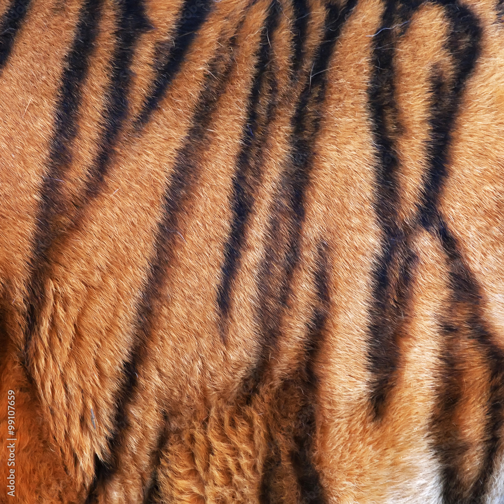 Fragment of a Siberian tiger skin. Natural striped pattern on the ...