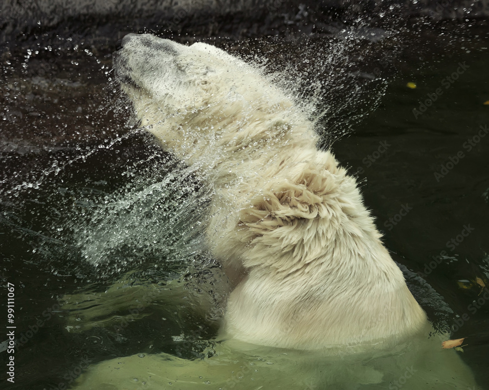 A polar bear female is shaking water off her fur. Whirl of water drops ...