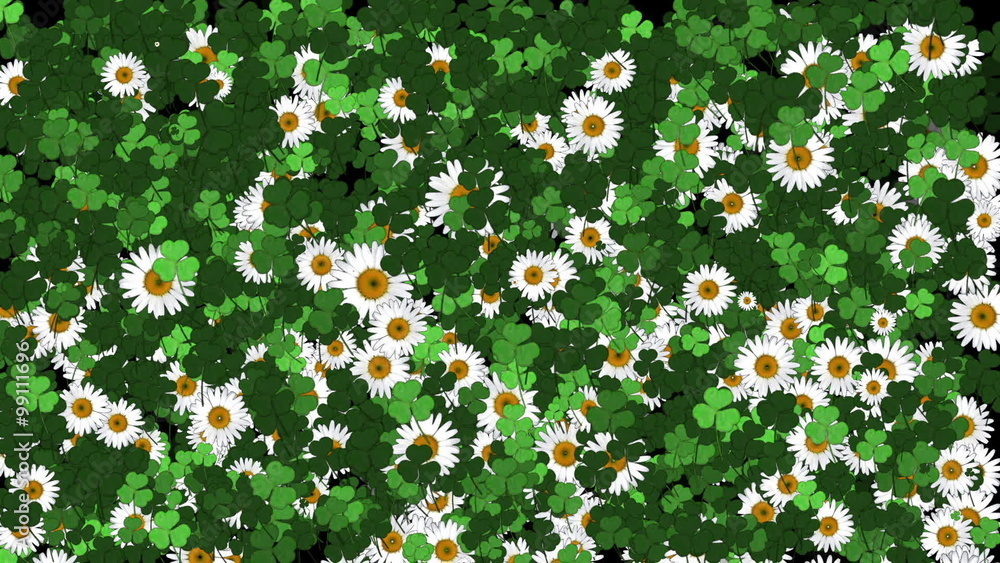 Daisy Flowers Growing Motion Background - Full HD. Computer generated ...