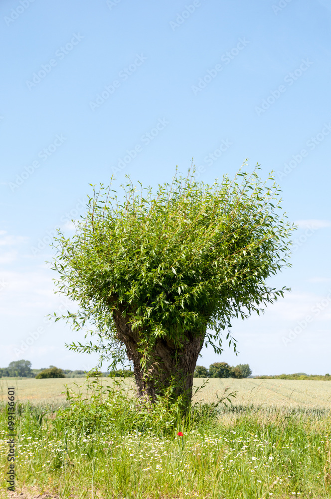 Goat Willow Tree