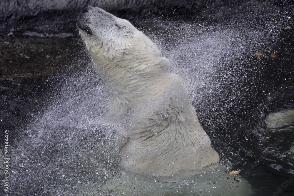 Foto Stock A polar bear female is shaking water off her fur. Galaxy of ...