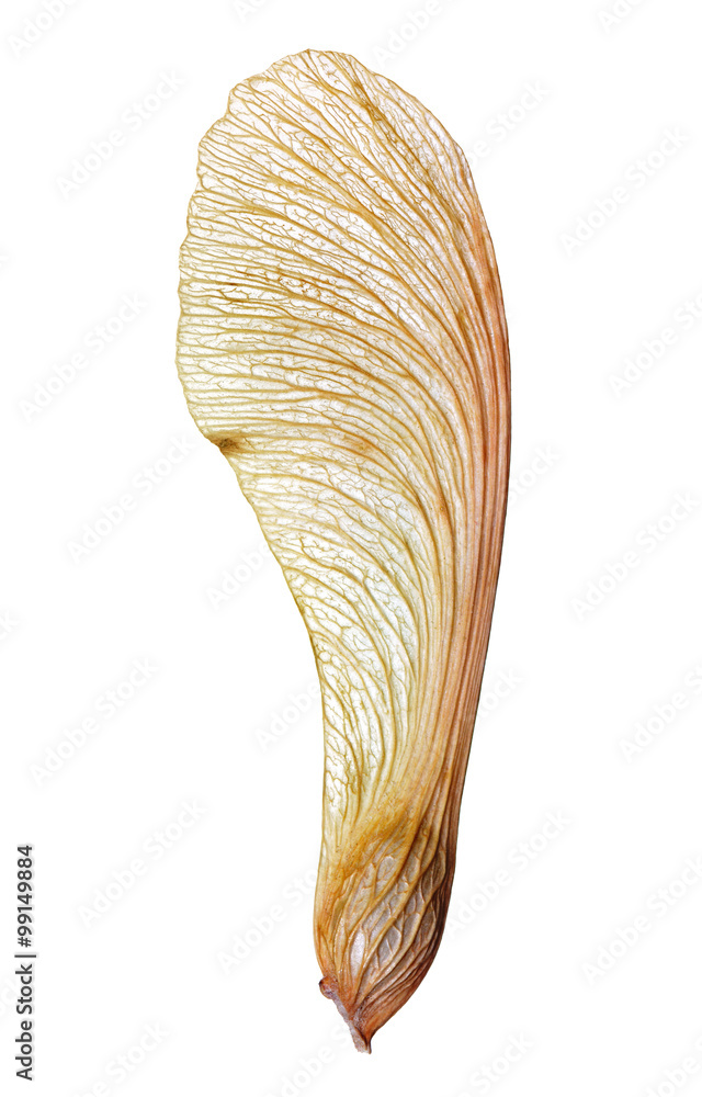 Macro detail of veiny wing-like structure of a maple seed isolated over ...