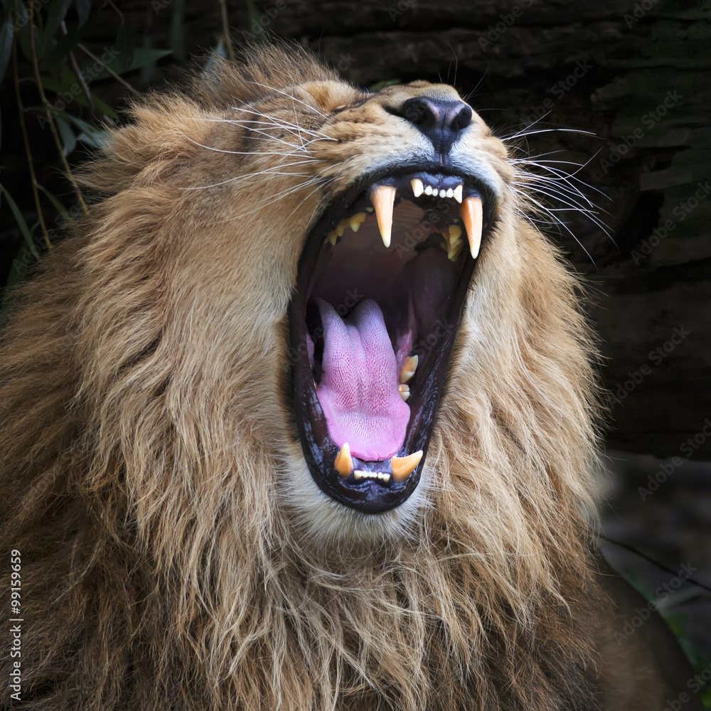 Huge fangs of an Asian lion, resting in forest shadow. The King of ...