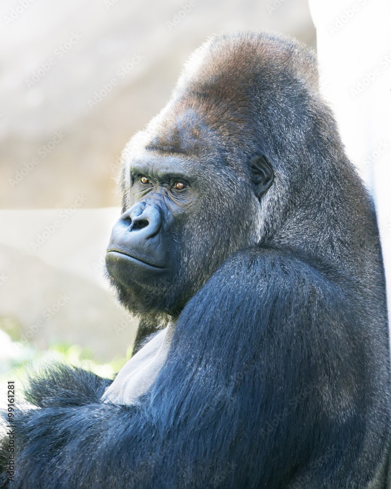 Side portrait of a gorilla male, severe silverback. Menacing expression ...