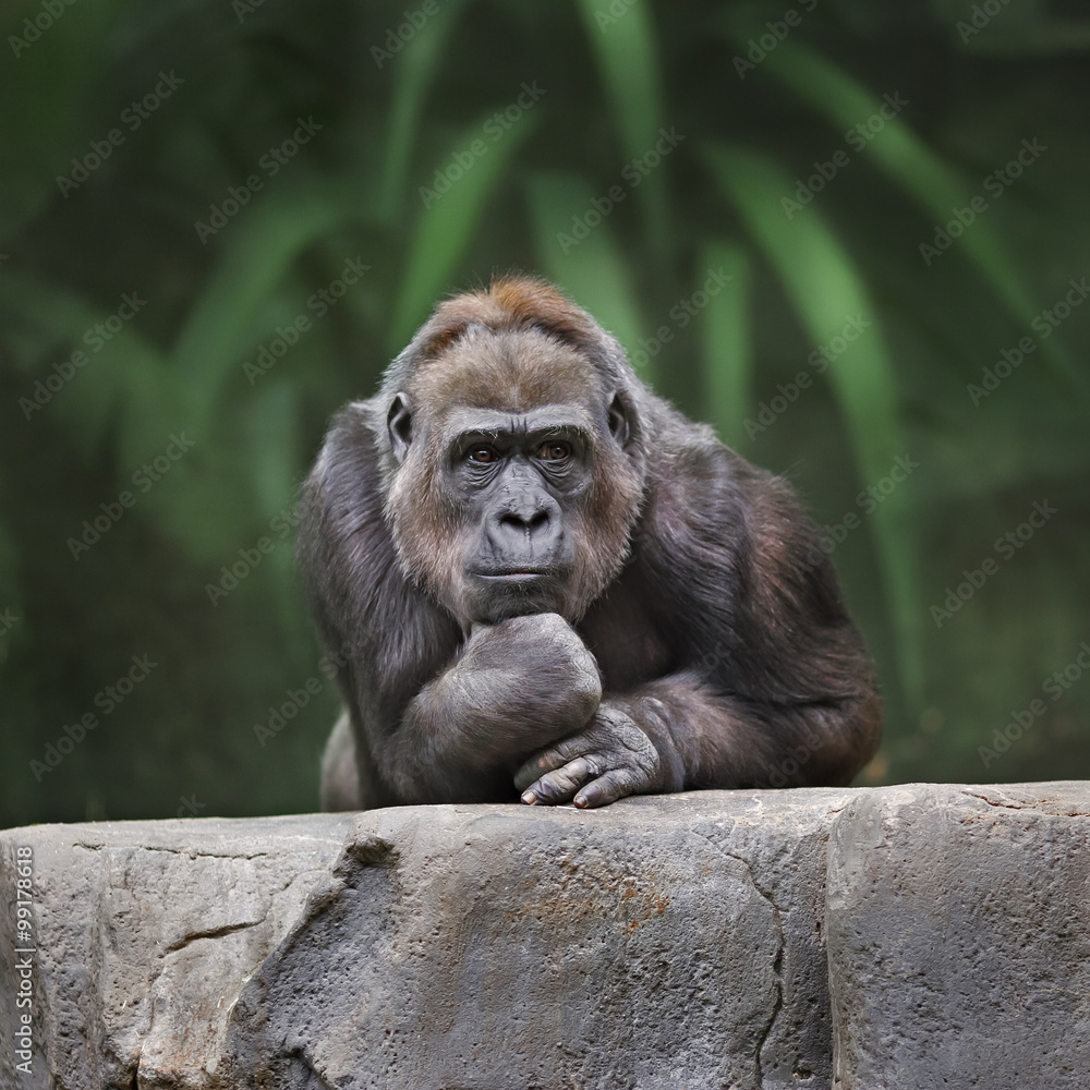 Thinking Chimpanzee