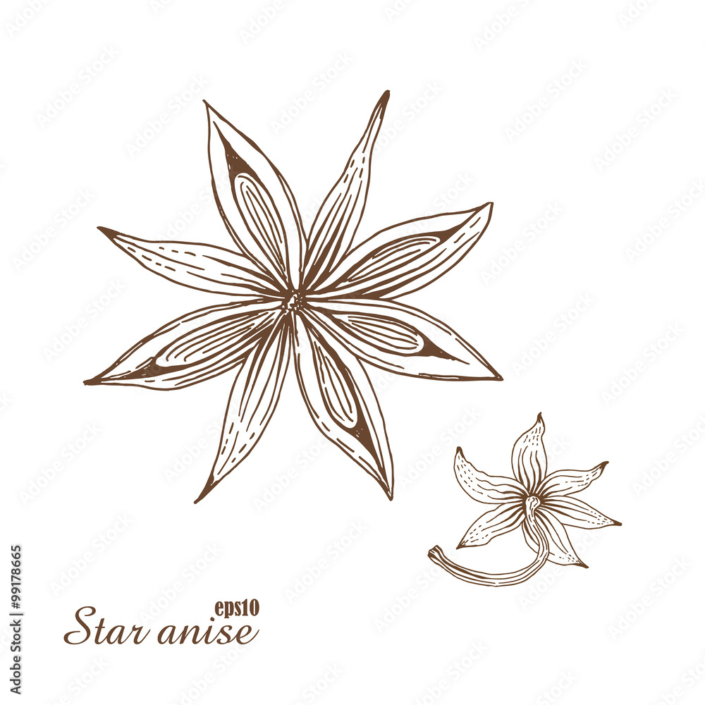 Star Anise Vector