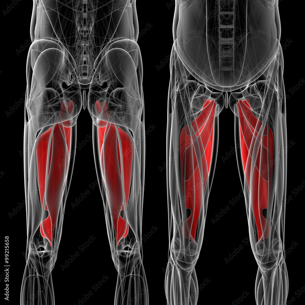 medical illustration of the adductor magnus Stock Illustration | Adobe ...