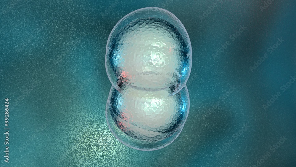 Cell Mitosis. Two-cell embryo, mitosis under microscope Stock Video ...