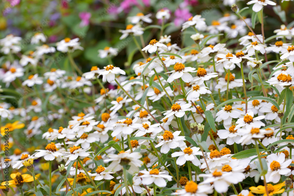 Foto Stock North Pole Flower | Adobe Stock
