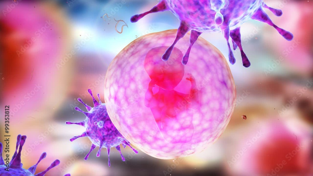 Mitosis.Cellular division under the microscope, stem cells dividing ...