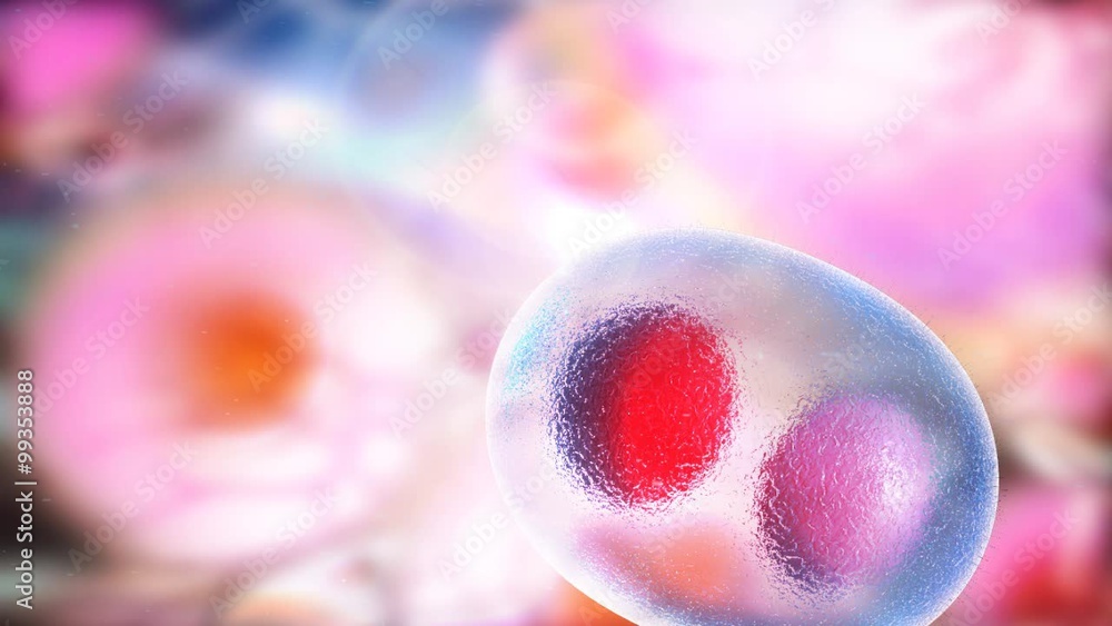 Mitosis.Cellular division under the microscope, stem cells dividing ...