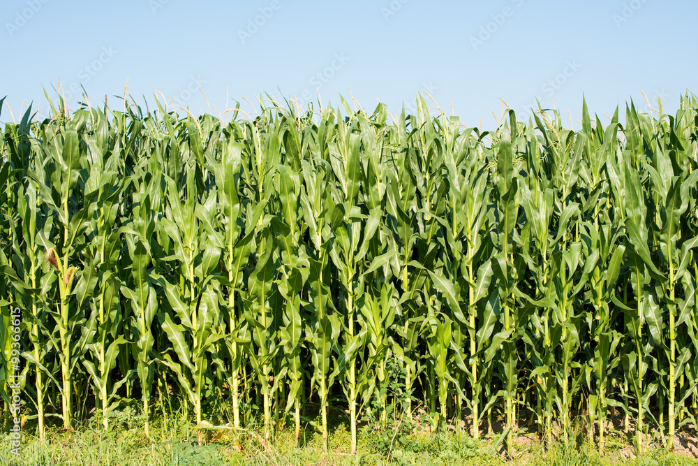 green corn Stock Photo | Adobe Stock