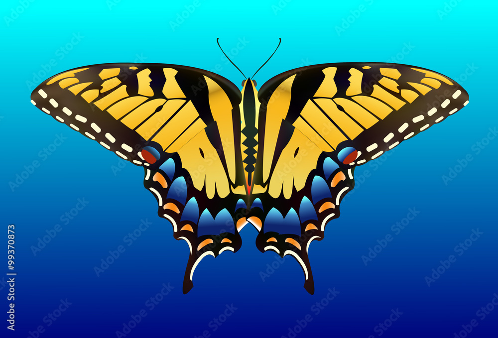 Butterfly Clip Art - Species: Tiger Swallowtail - Vector Image Stock ...