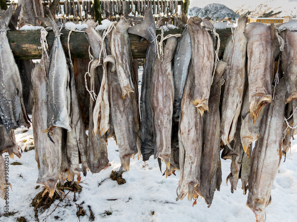 Stockfish hanging and drying on rack in Svolvaer, Lofoten Islands ...