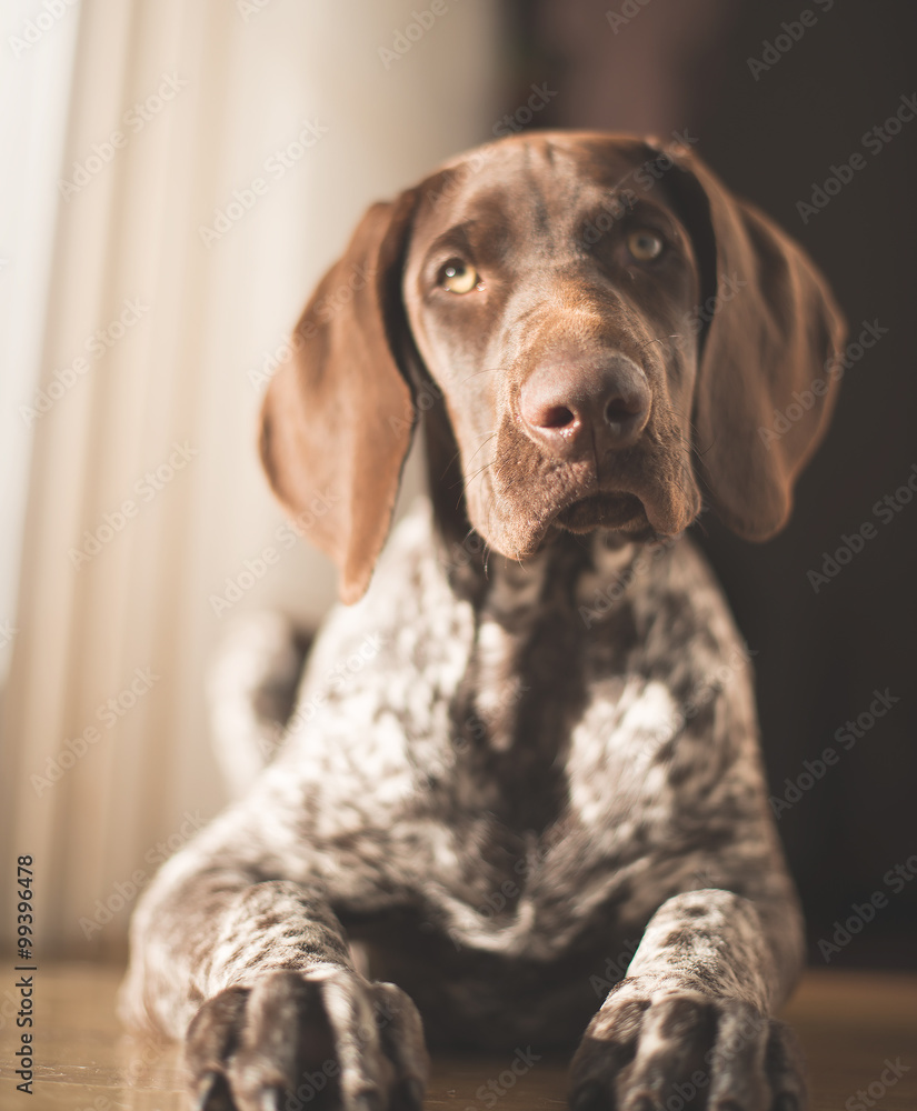 Cute baby German Pointer posing at home, looking at camera Stock Photo ...