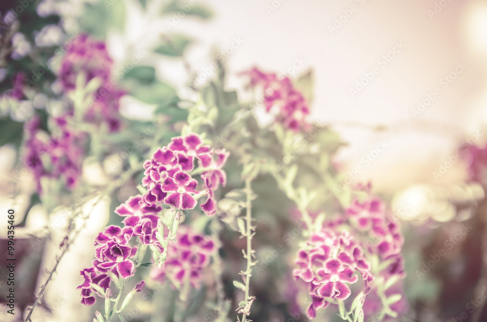 Duranta repens in vintage tone color Stock Photo | Adobe Stock
