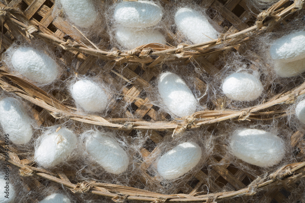 Silk Worm Nest