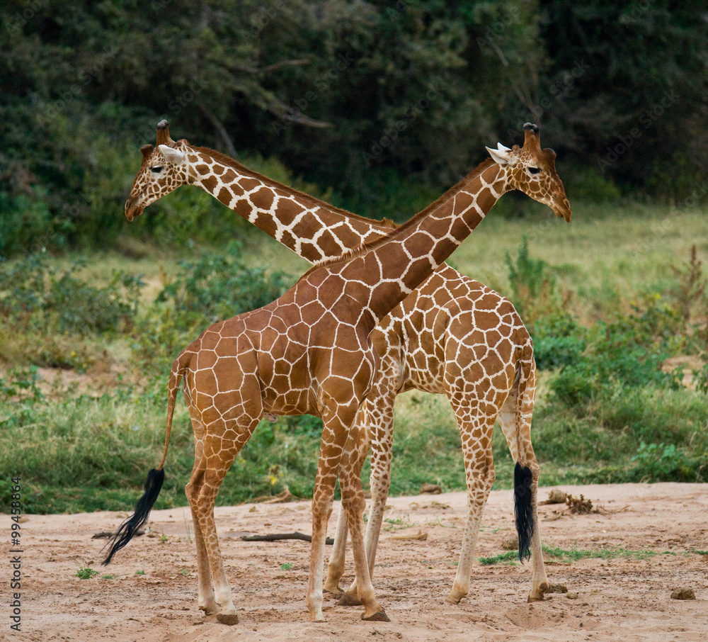 Giraffes Fighting