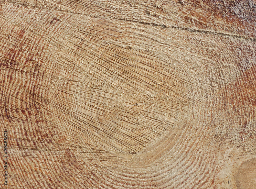 rough cross section of log Stock Photo | Adobe Stock