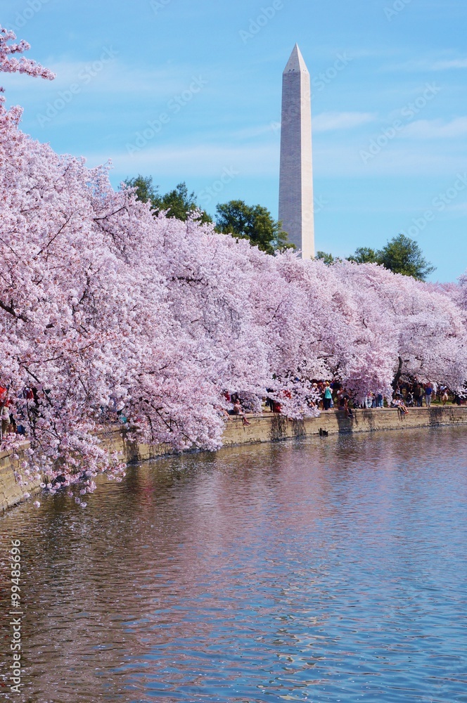 Cherry blossoms in Washington, DC Stock Photo | Adobe Stock