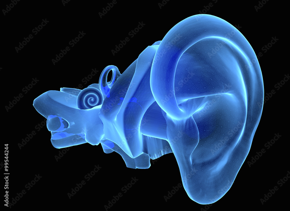 Plakát 3D human ear anatomy – Obraz na Zeď | Posters.cz