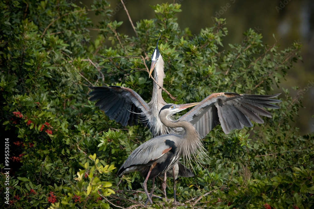 Great Blue Herons in breeding plumage and colors building a nest ...